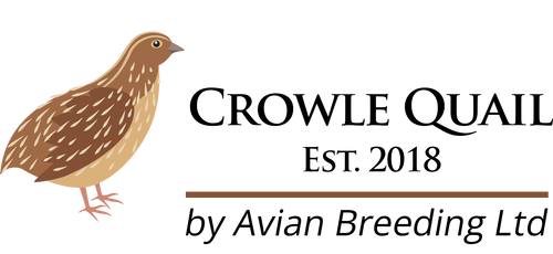 How to Incubate and Hatch Quail Eggs: A Step-by-Step Guide – Crowle ...