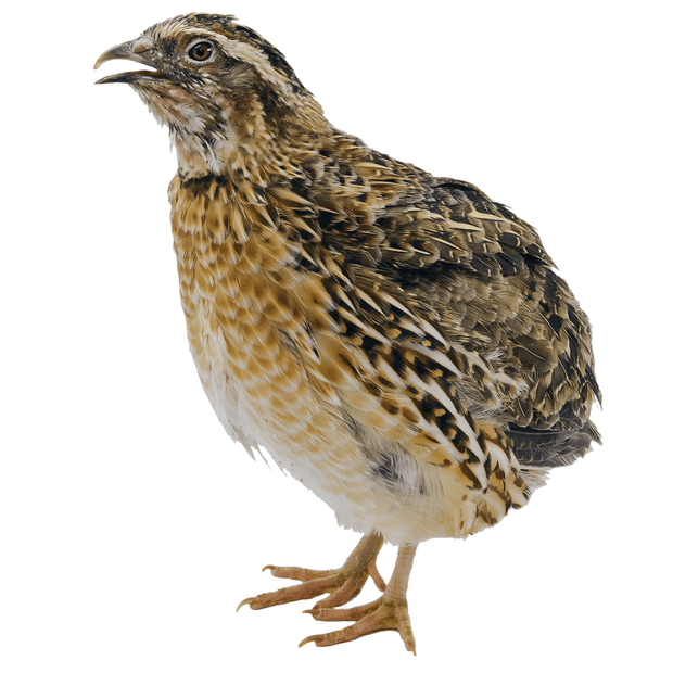 How to Incubate and Hatch Quail Eggs: A Step-by-Step Guide – Crowle Quail